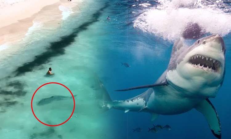Great White Shark 'rips off surfer's foot' as Australian beachgoers try to rescue him ...