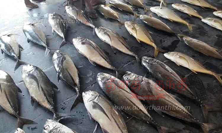 Fish prices have dropped in Tuticorin | தூத்துக்குடியில் மீன்கள் விலை ...