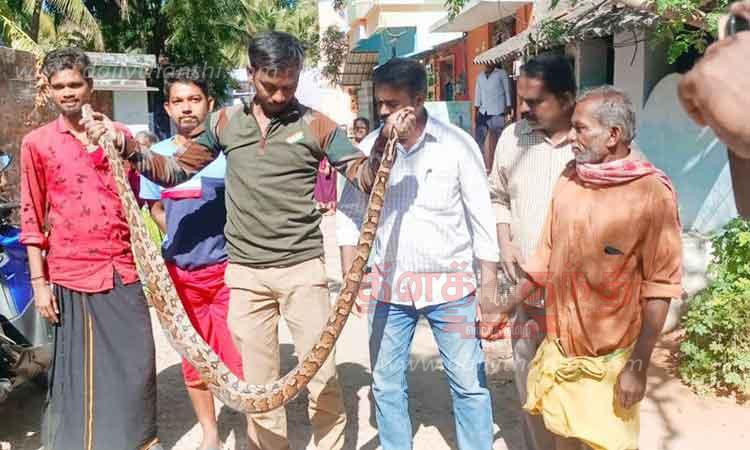 The python that swallowed the chicken was caught | கோழியை விழுங்கிய ...