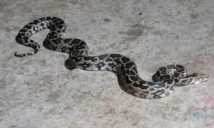 A 12-foot-long python lying across the road caused a stir | சாலையின் ...
