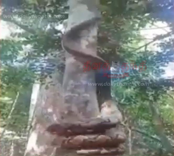 A tree-climbing python | சேலம் ஏற்காட்டில்மரத்தில் மலைப்பாம்பு ஏறியதால் ...