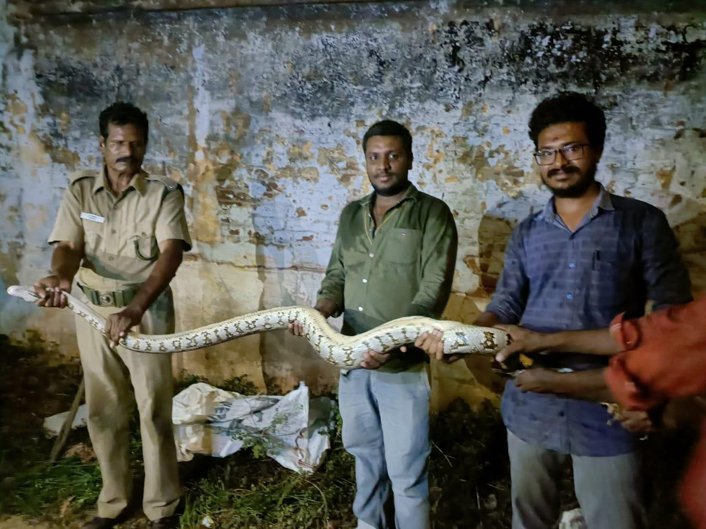 A 10 feet long python was caught | 10 அடி நீள மலைப்பாம்பு பிடிபட்டது