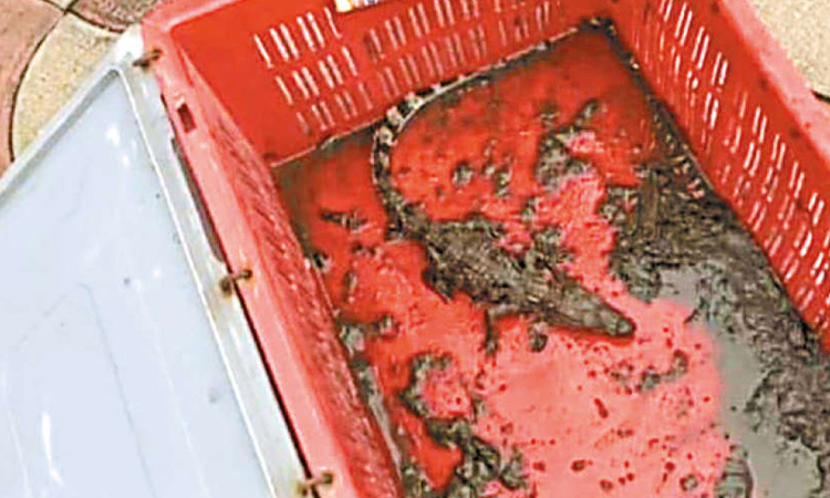 Crocodile in swimming pool of legendary actor Balayya Baran's house ...