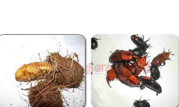 How to control red beetles that attack coconut trees? | தென்னை மரங்களை ...