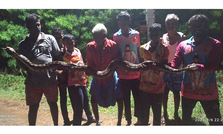 A 12 feet long python was caught | 12 அடி நீள மலைப்பாம்பு பிடிபட்டது