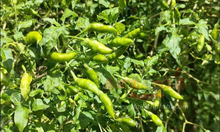 Gandhari Chilli price drop | காந்தாரி மிளகாய் விலை வீழ்ச்சி