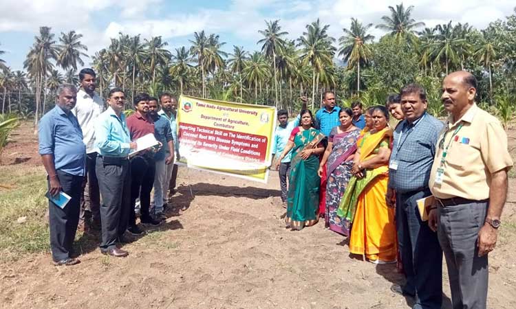 Training of field workers on detection of coconut root rot disease near ...