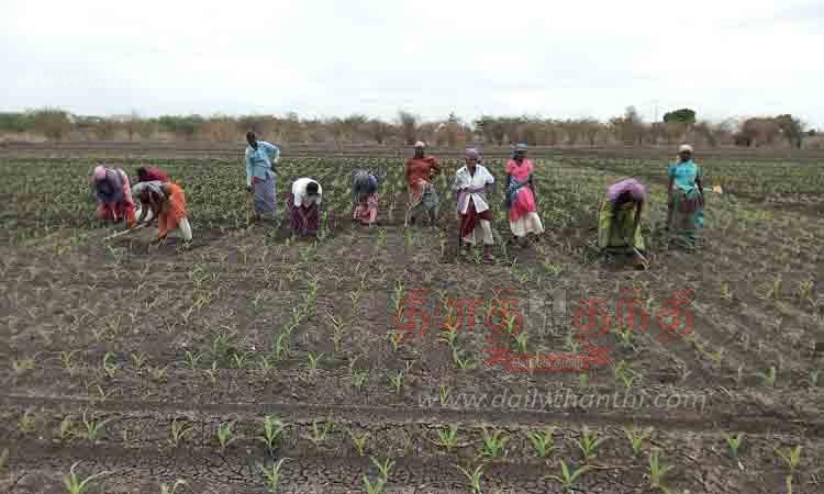 Work intensity of weeding in maize | மக்காச்சோளத்தில் களை எடுக்கும் பணி ...