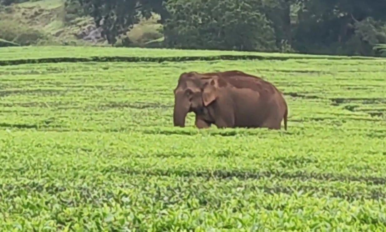 A wild elephant sheltered in tea plantations | தேயிலை தோட்டங்களில் ...