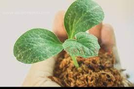 Farmers can get tree saplings through Ulavan app | உழவன் செயலி மூலம் ...