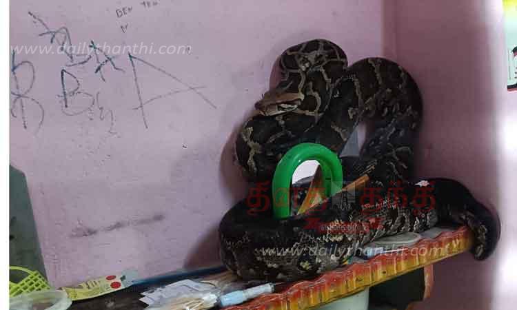A 13-foot-long python entered the house | வீட்டுக்கு புகுந்த 13 அடி நீள ...