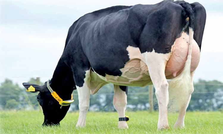 Nutrition and feeding of dairy cattle | சத்தான பால் கிடைக்க மாடுகளுக்கு ...