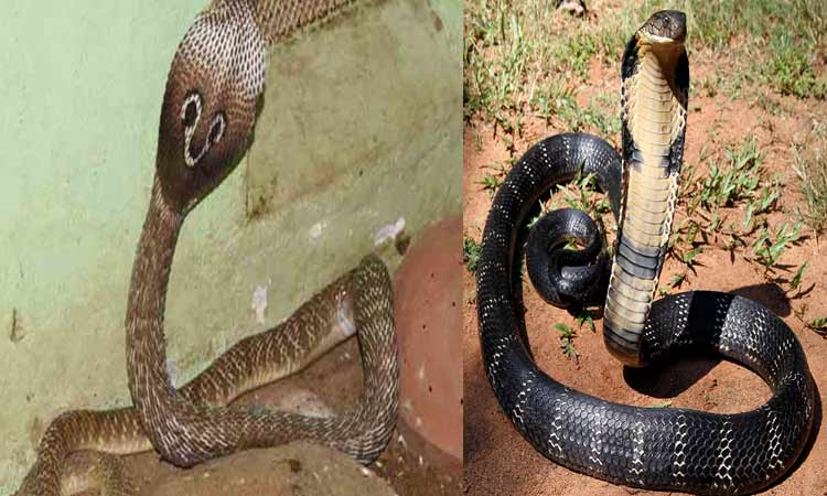 Let's learn about snakes | பாம்புகள் பற்றி தெரிந்து கொள்வோம்