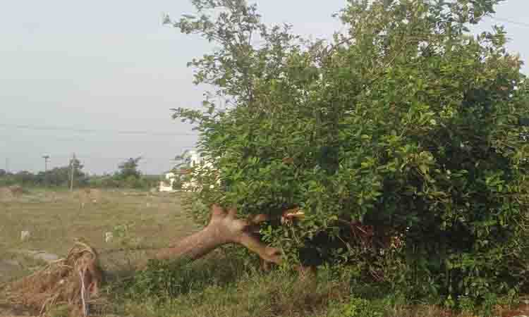 Can a fallen fig tree be replanted? | சாய்ந்த அத்திமரம் மீண்டும் நடப்படுமா?