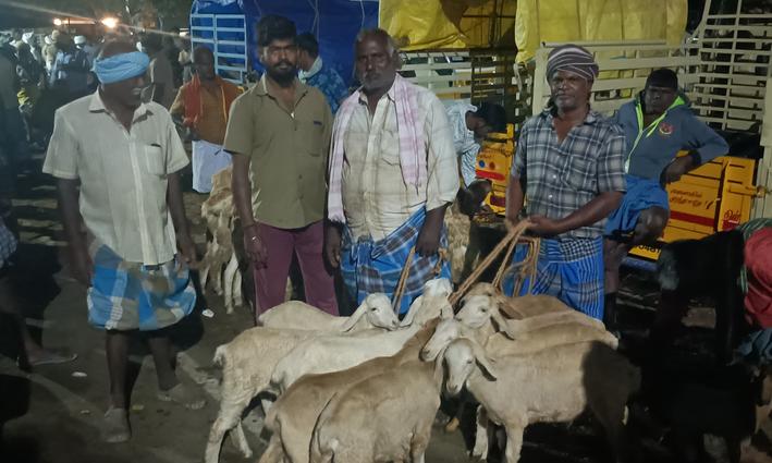 kundadam goat sales | குண்டடம் வாரச்சந்தையில் ஆடுகள் விலை வீழ்ச்சி