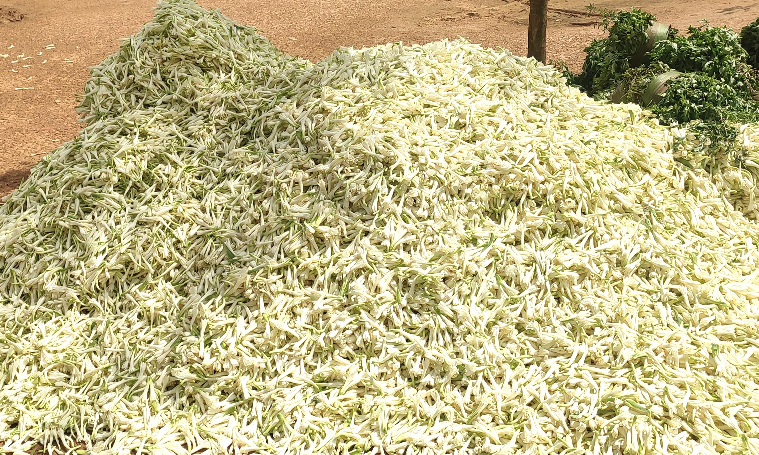 Sambangi sells at Rs.20 per kg | சம்பங்கி கிலோ ரூ.20-க்கு விற்பனை