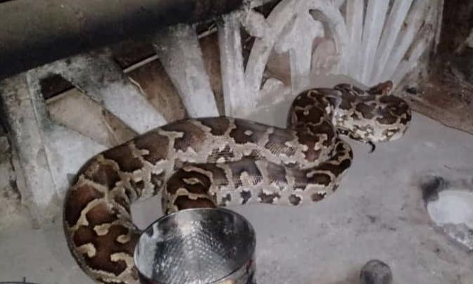 A 10-feet-long python that had entered the kitchen was caught | சமையல் ...
