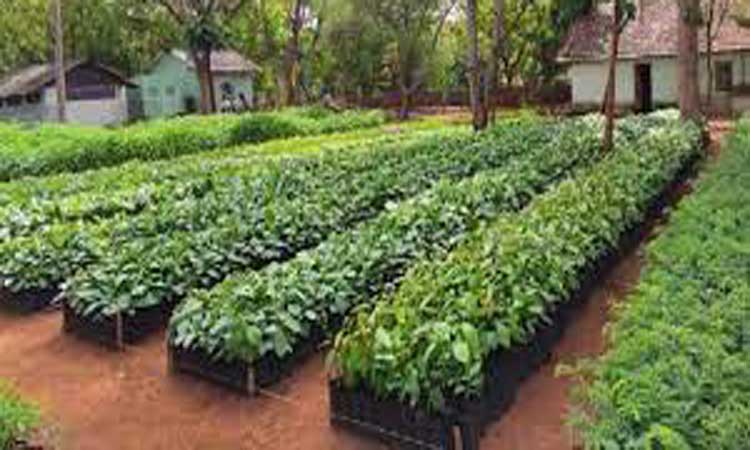 Target to provide free 1½ lakh saplings to farmers: Collector ...