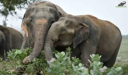 Wild elephants are rampant in Belthangadi taluk | பெல்தங்கடி தாலுகாவில் ...
