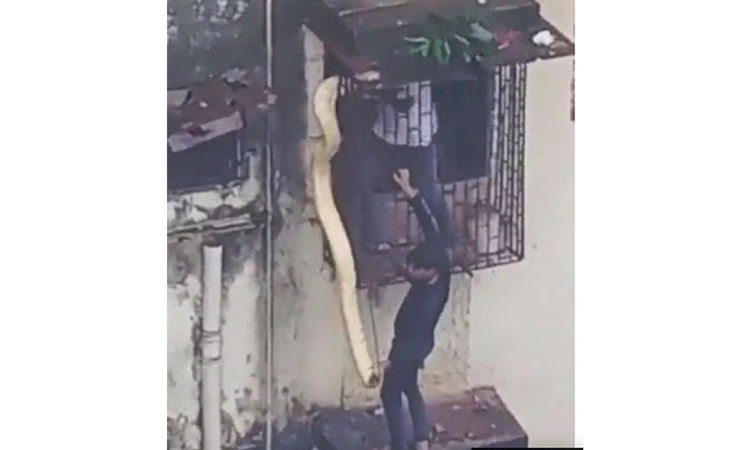 A 10-foot python tried to enter a house through a window in Thane ...