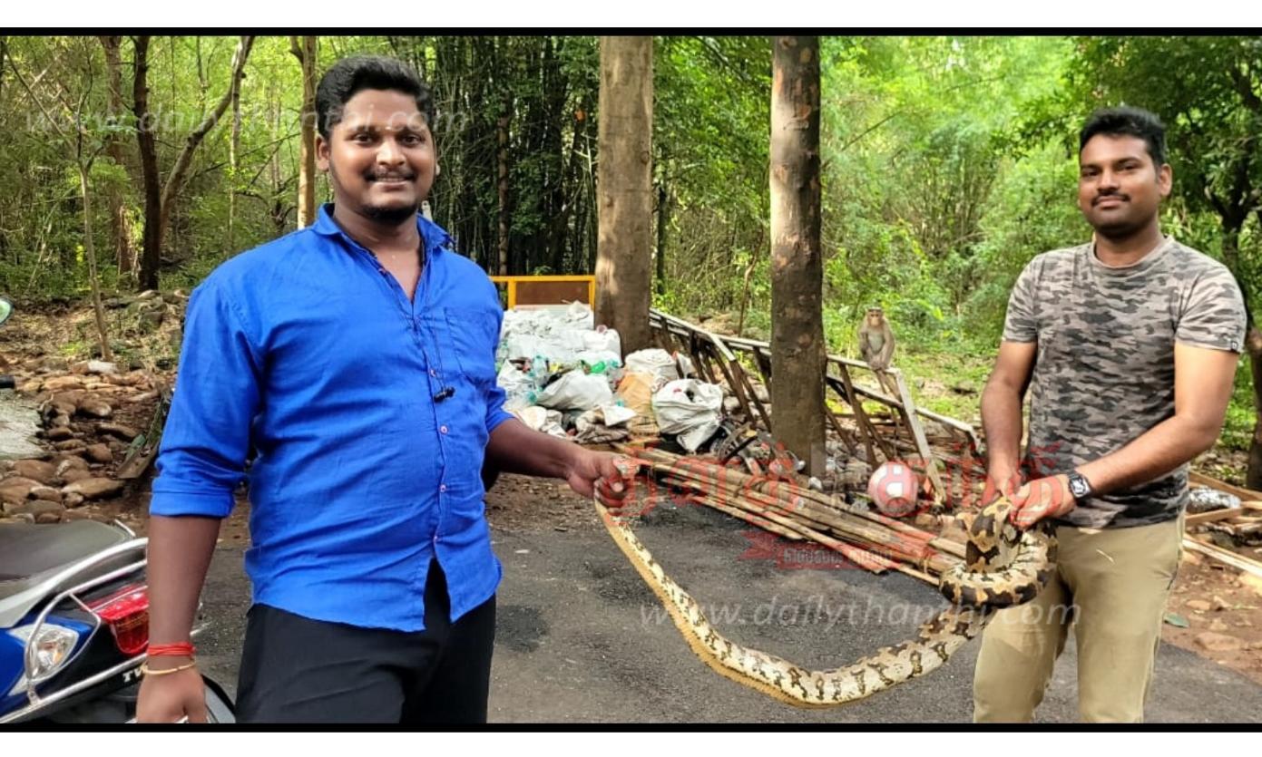 python caught | பொம்மசமுத்திரம் அருகேவாழை தோட்டத்தில் மலைப்பாம்பு ...