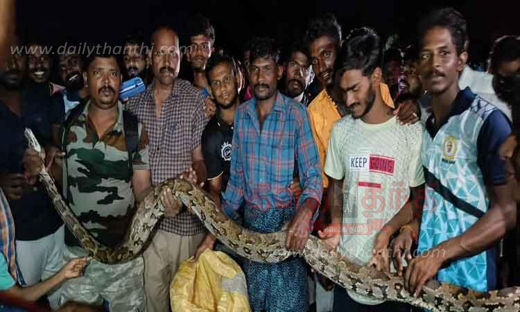A 10 feet long python was caught | 10 அடி நீள மலைப்பாம்பு பிடிபட்டது