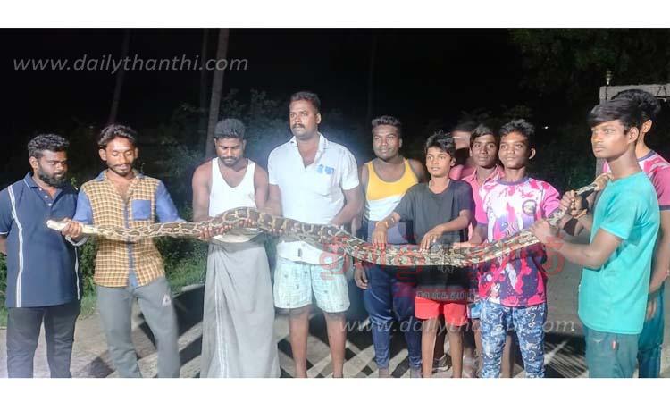 15 feet long python caught in the temple premises | கோவில் வளாகத்தில் ...