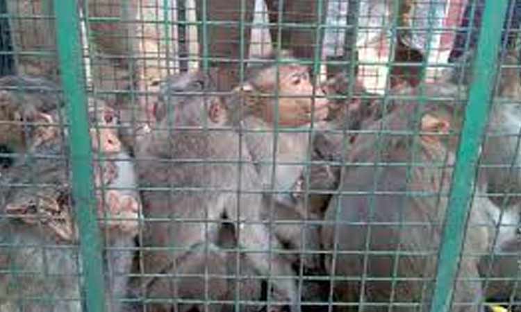 21 monkeys were caught threatening the public near Vandalur | வண்டலூர் ...