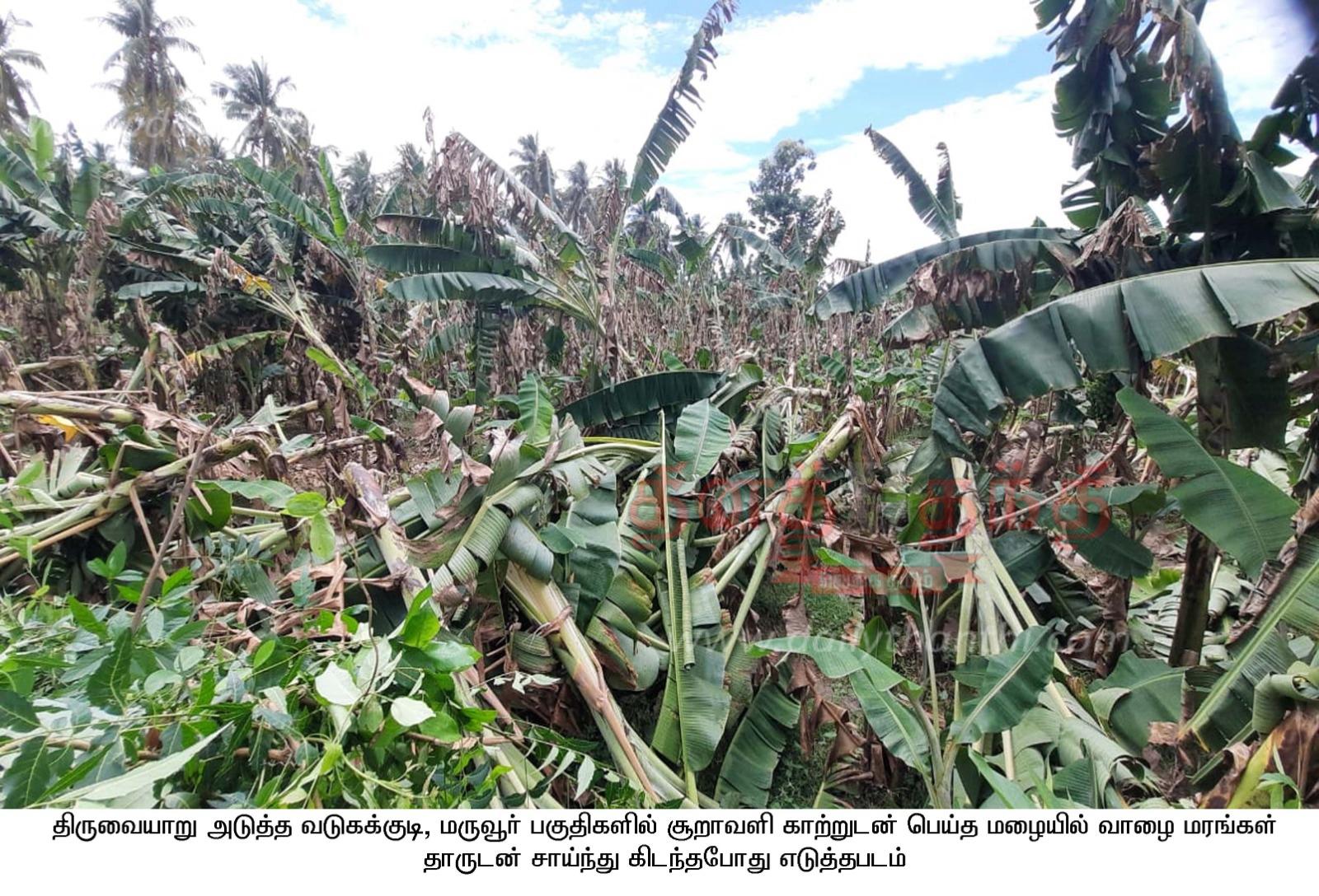 5000 banana trees fell down due to hurricane force winds | சூறாவளி ...