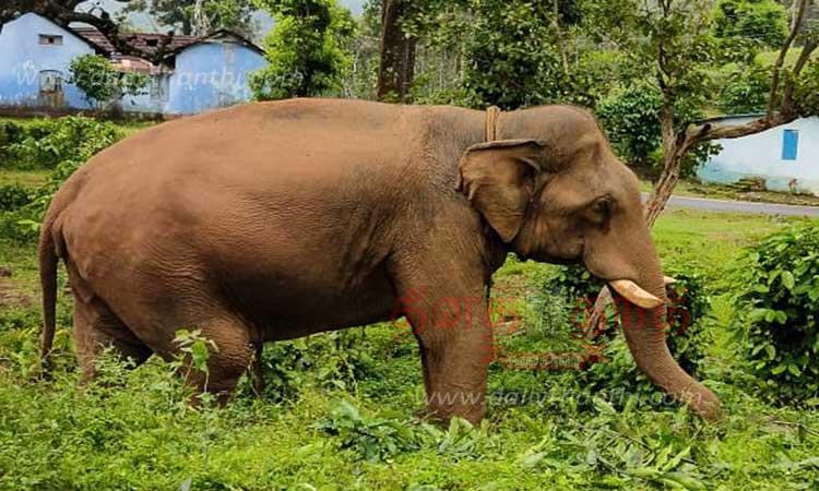 Wild elephants clash with the Kumki elephant | கும்கி யானையுடன் காட்டு ...