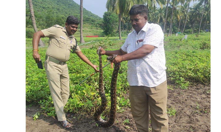 A 10 feet long python was caught in the agricultural land | விவசாய ...