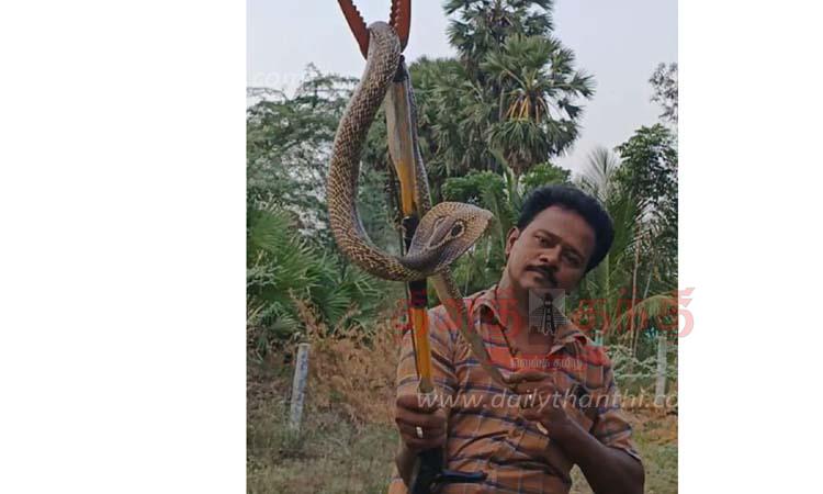 A 6 feet long snake was caught | 6 அடி நீள நல்லபாம்பு பிடிபட்டது