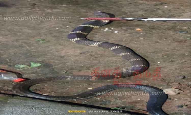 A 10-feet-long king snake that lurked in the house was caught ...