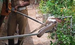 A 6 feet long python was caught | 6 அடி நீளமுள்ள சாரைப்பாம்பு பிடிபட்டது