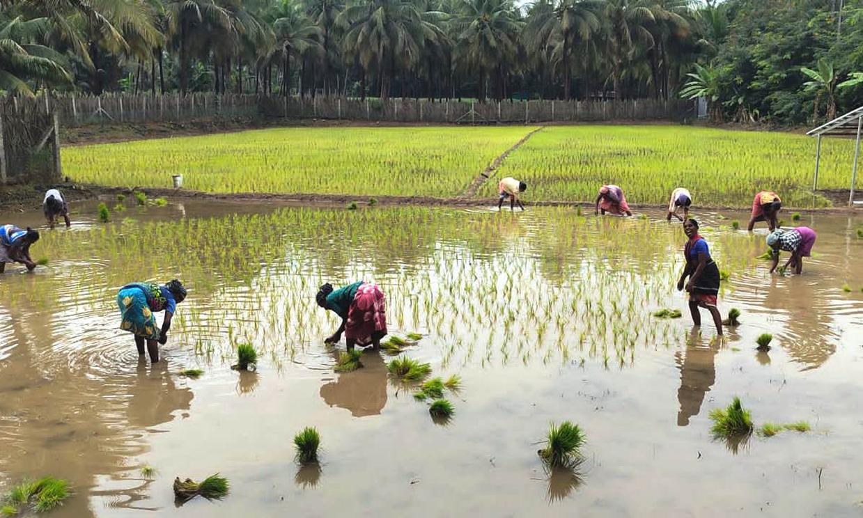 muthur nel | நஞ்சை சம்பா நெல் நாற்றுநடவு பணிகள் தொடக்கம்
