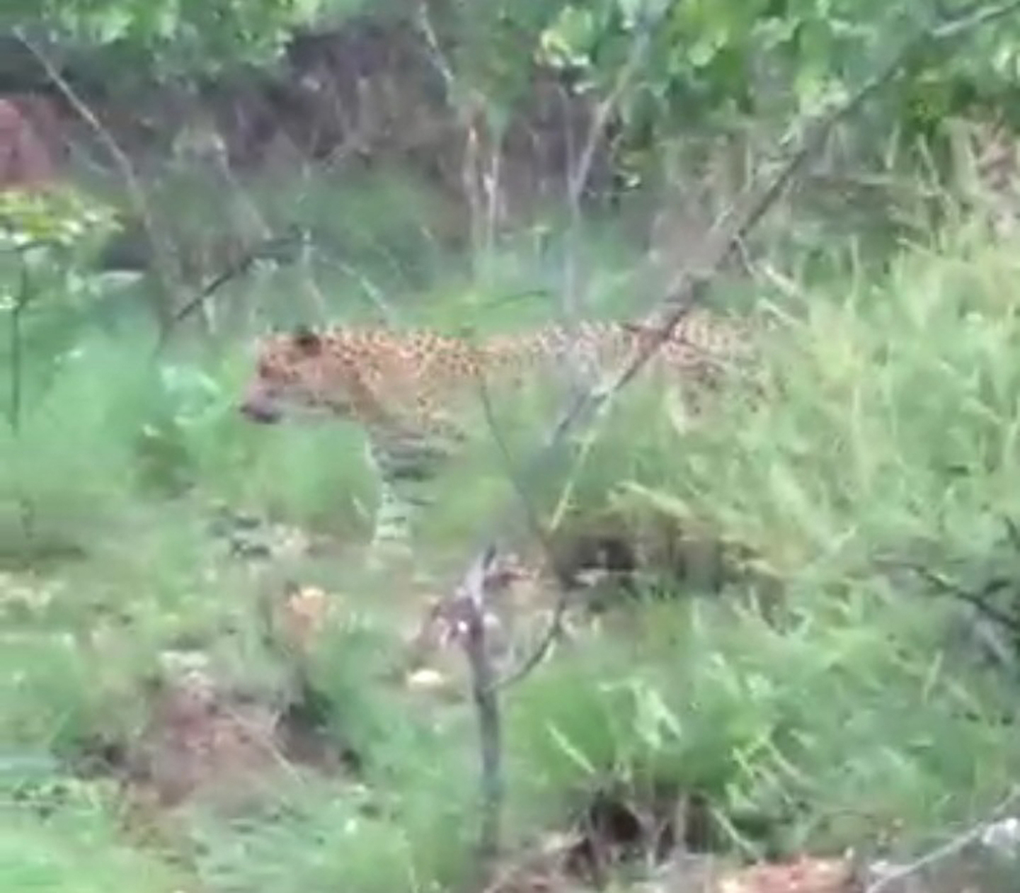 Leopard movement | சிறுத்தை நடமாட்டம்