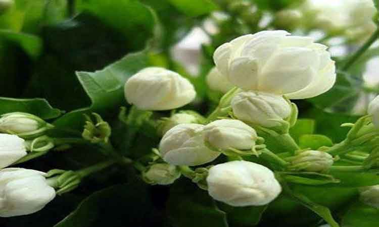 Sathyamangalam Market Jasmine flower auction at Rs.880 per kg ...