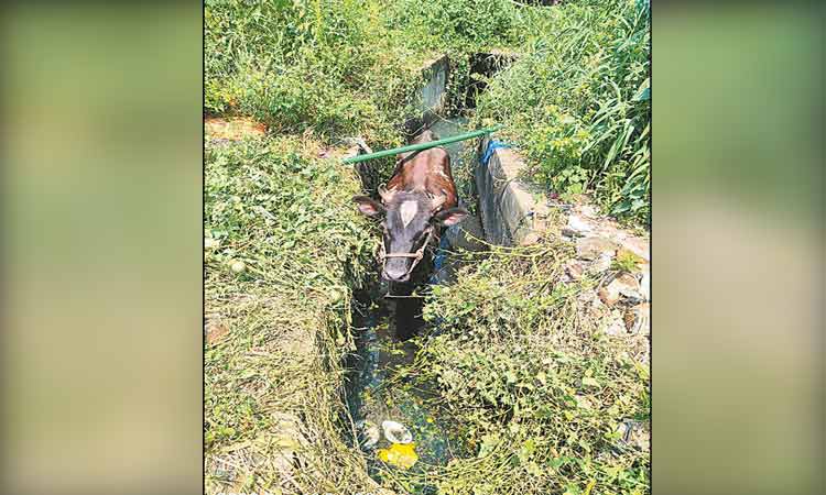 Rescue of a cow that fell into the rainwater drain in Perambakkam ...