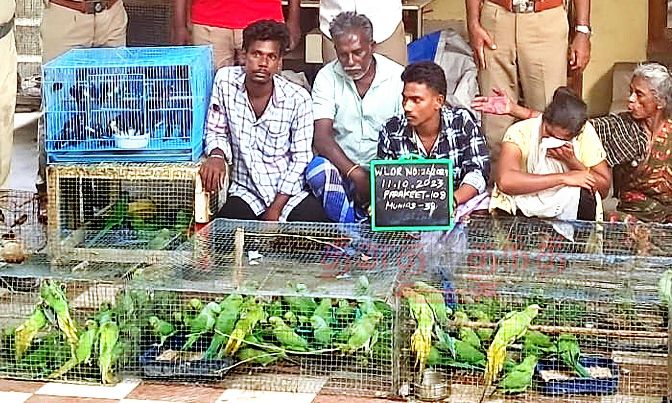 Attempt to catch and sell 108 green parrots and sparrows | 108 ...