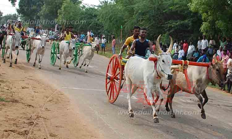 Bullock cart race on the occasion of temple festival | கோவில் ...