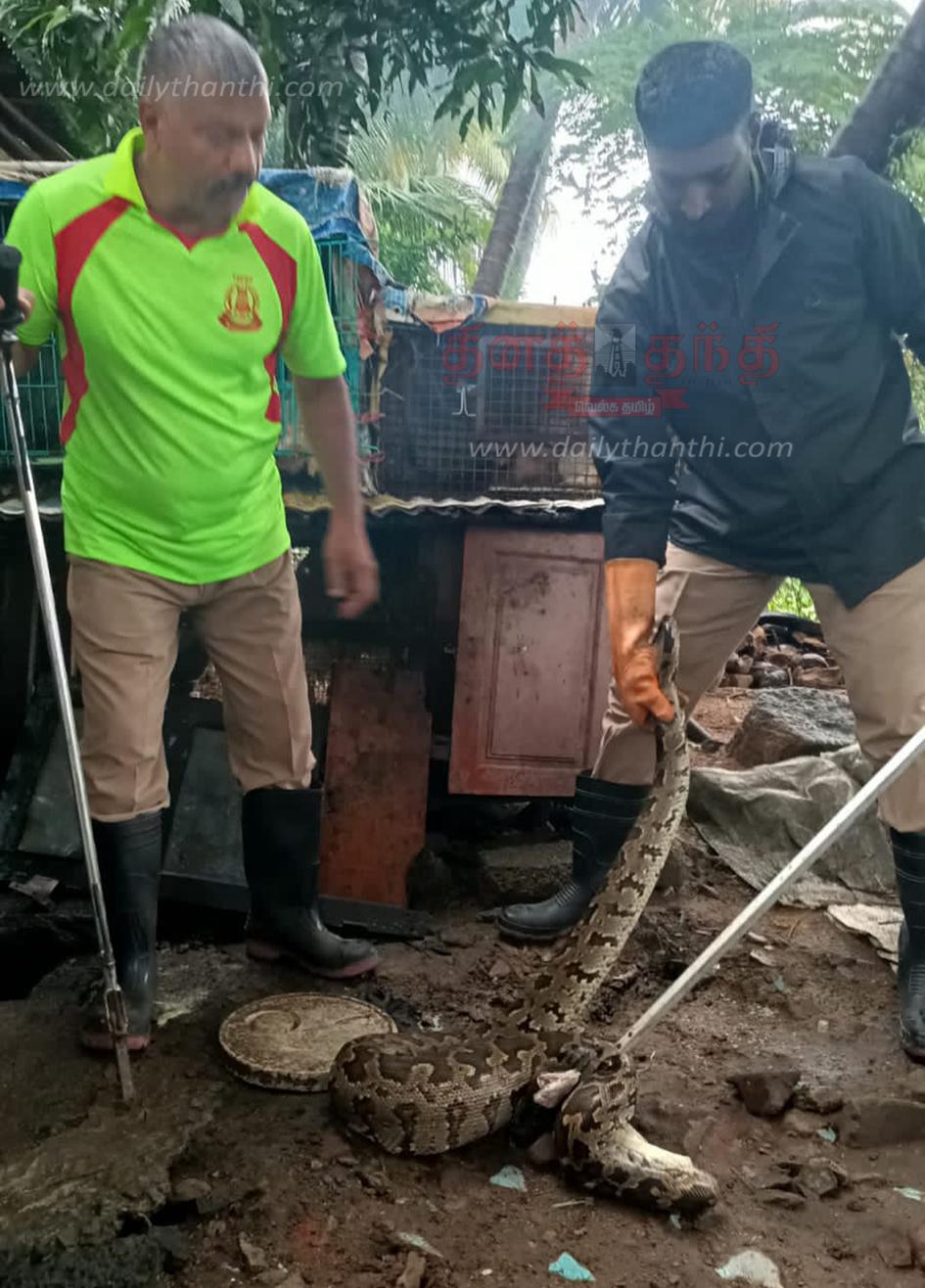 The python that swallowed the chicken was caught | கோழியை விழுங்கிய ...