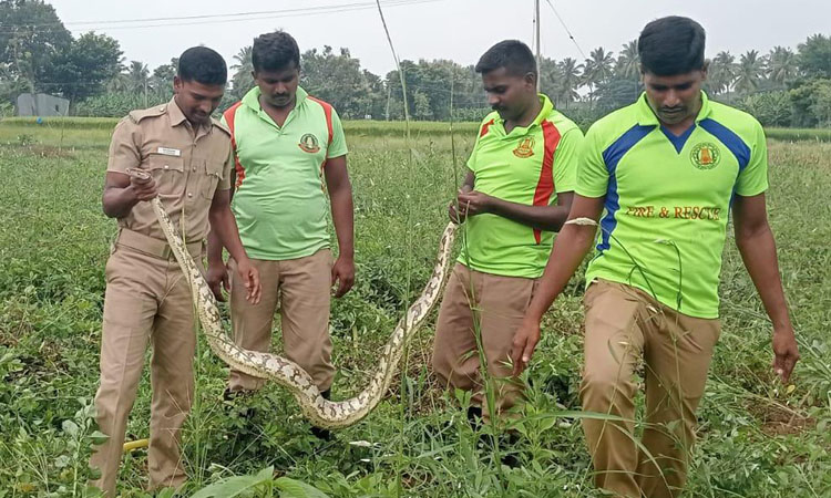 A 10 feet long python was caught in the agricultural land | விவசாய ...
