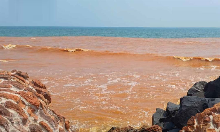 Red colored sea area in Puducherry - Officials inspect | புதுச்சேரியில் ...