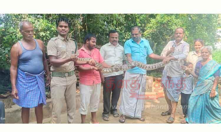 A 9 feet long python was caught | 9 அடி நீளமுள்ள மலைப்பாம்பு பிடிபட்டது