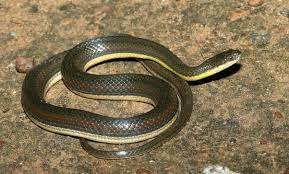 A 5 feet long snake entered the house | வீட்டிற்குள் புகுந்த 5 அடி நீள ...