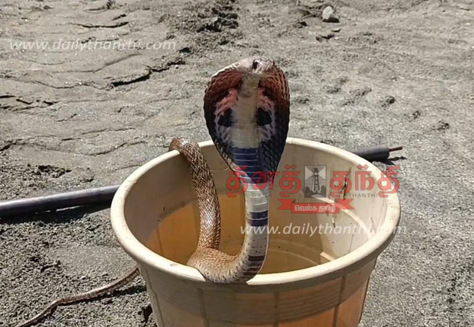 18 snakes caught in one day in Erode city | ஈரோடு மாநகரில் ஒரே நாளில் ...