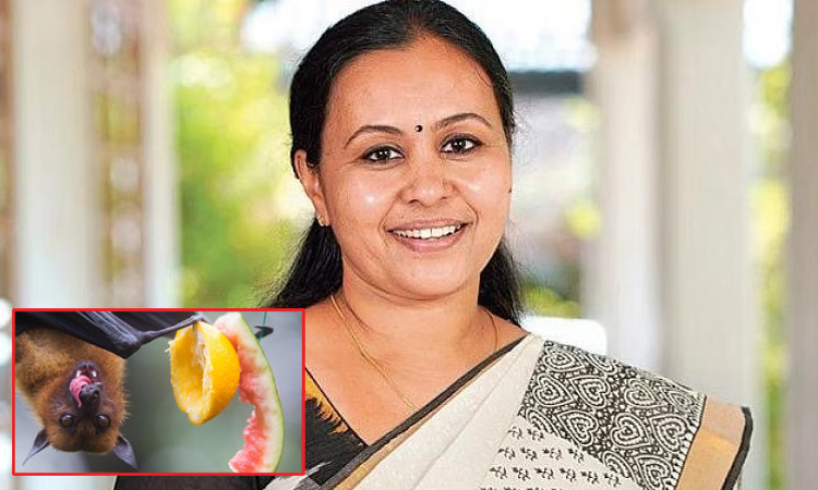 Nipah virus in fruit bats; Confirmed by ICMR to Kerala Govt. | பழ ...