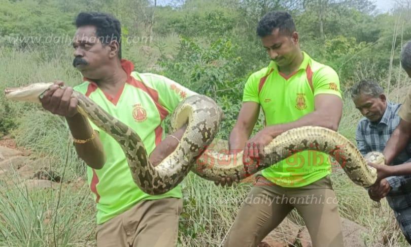 A python tried to swallow a monkey | குரங்கை விழுங்க முயன்ற மலைப்பாம்பு