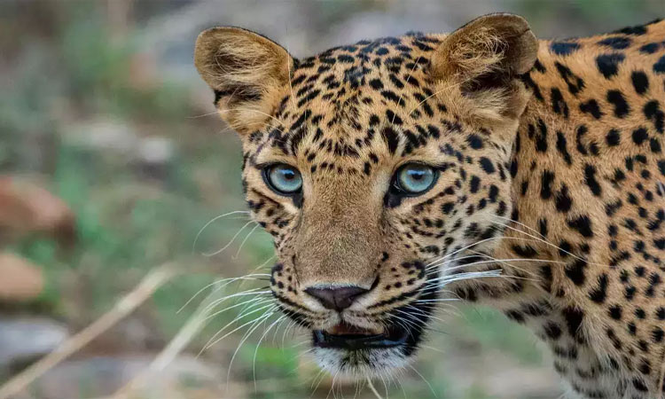 Leopard Scare: Karnataka govt to set up rapid response task force for ...