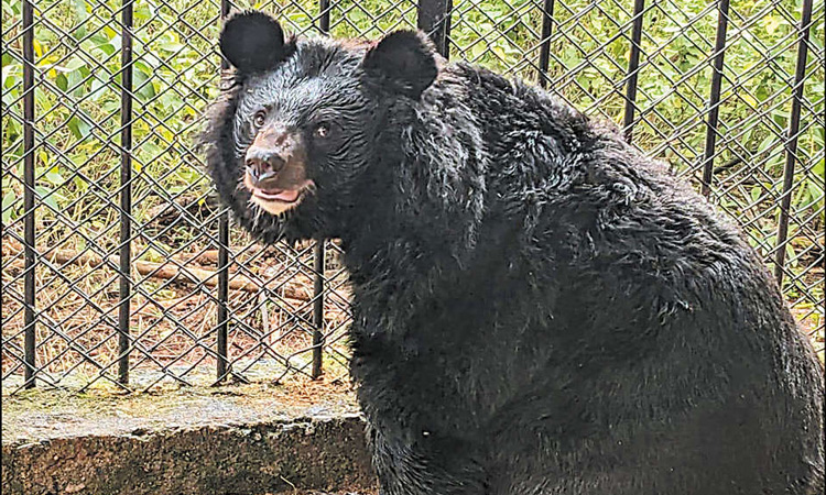 A pair of Himalayan black bears came to Vandalur from Kashmir ...